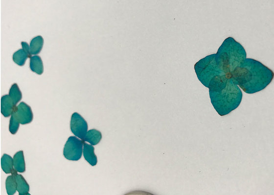 Blue Hydrangea Bookmarks Dried Pressed Flowers For Students Prizes Stationery