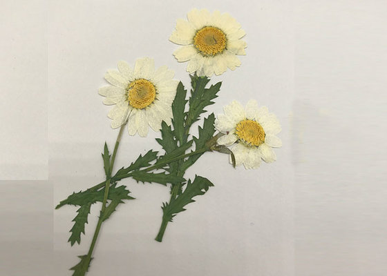 Fashion Dried Pressed Flowers White Chrysanthemum / Stem For Leaf Vein Bookmark Gifts