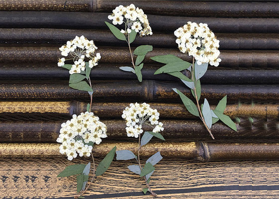 White Small Flower Dried Pressed Flowers For Epoxy Iphone 7 Phone Case