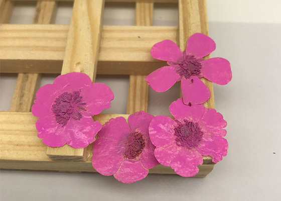 Buttercup Dried Pink Flowers , Small Pressed Flowers For Plant Teaching Specimen