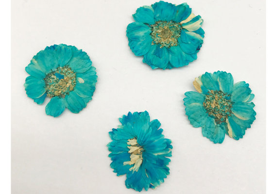 Achillea Lake Blue Dyed Dried Pressed Flowers For DIY Resin Gen Raw Material