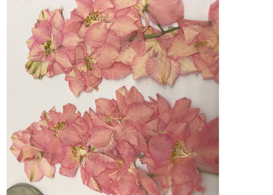 DIY Art Painting Real Dried Flowers , Pink Larkspur With Stem Large Pressed Flowers