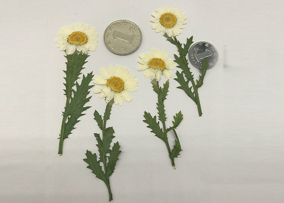Diameter 3CM Chrysanthemum Dried Flower Christmas Ornaments Color Customized