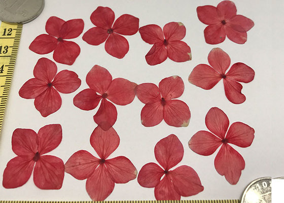 Handmade Drying Hydrangea Flowers , Red Flat Dried Flowers For New Year Card