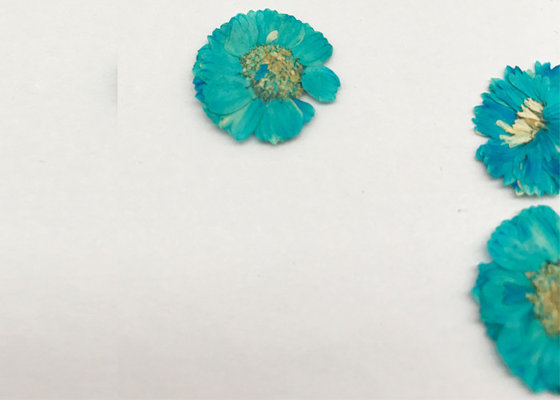 Dye Blue Achillea Real Pressed Flower Jewelry Natural Plant Specimens