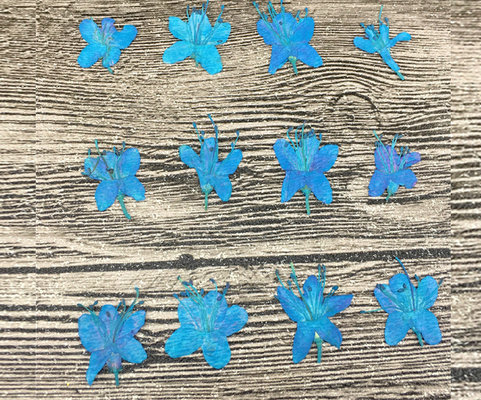 Small Azaleas Framed Pressed Flowers DIY Resin Material For Gem / Necklace Decoration