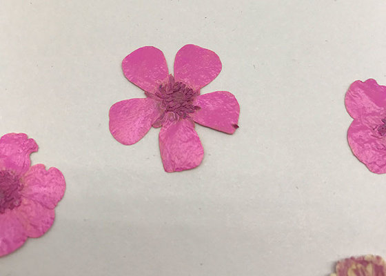 DIY Framed Pressed Flowers Buttercup Flower Diameter 1.5CM For Beauty Nail Decoration