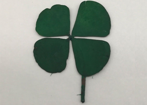 Original Green Clover Framed Pressed Flowers Medium Size For Wedding Card Gifts
