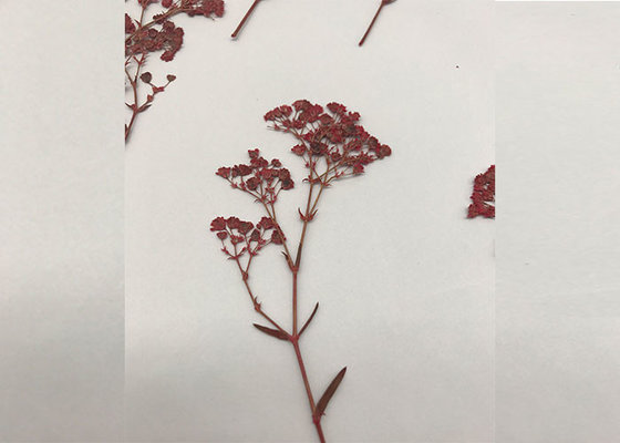Red Baby Breath Framed Pressed Flowers True Plant For DIY Candle Ornaments