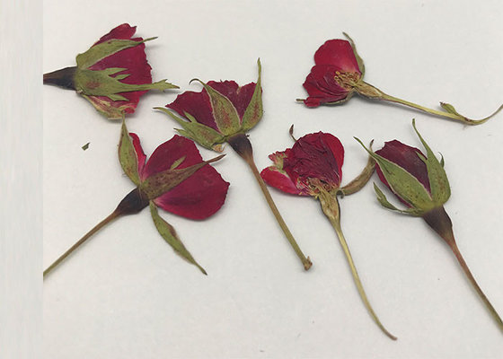 Grade A Red Dry Rose Flower , Natural Dried Flowers For Baby Birthday Party