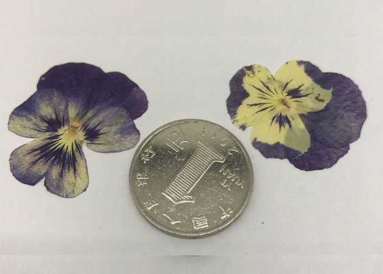 Dark Purple Pansy Framed Pressed Flowers True Flower For Decorative Picture Frame