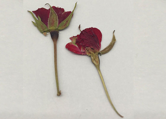Graduation / Party Red Rose Dry Flower , DIY Pressed Flowers In Glass Frames
