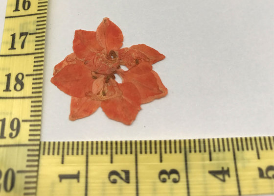 Diameter 3 CM Dried Larkspur Flowers , Orange Dried Flowers With Paper Package