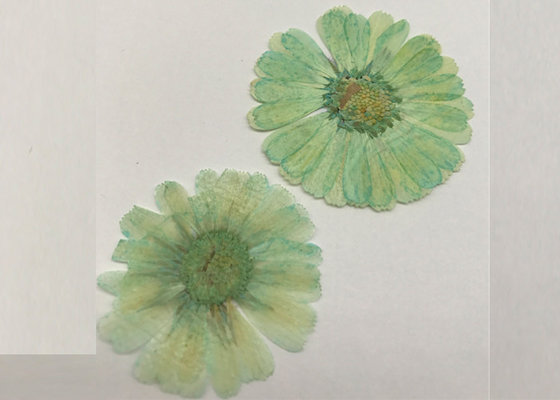 Mint Green Marigold Real Pressed Flowers For Home Decoration Materials