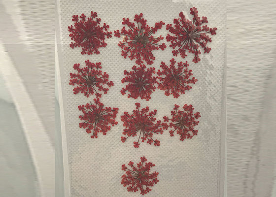 Mixed Color Minoan Lace Real Pressed Flowers Diameter 25MM For Crystal Epoxy Jewelry