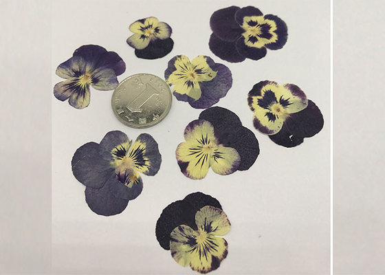 Purple Pansy Real Pressed Flowers True Plant Material For Press Picture Ornaments