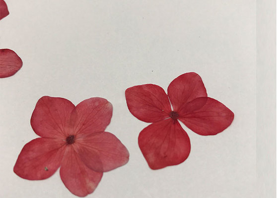 Art Paper Ornament Real Pressed Flowers Red Hydrangea For Birthday Card Material