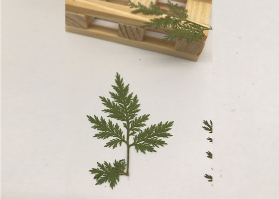 Green Christmas Leaves Dried Flower Artwork 120Pcs For Paper Card Decoration