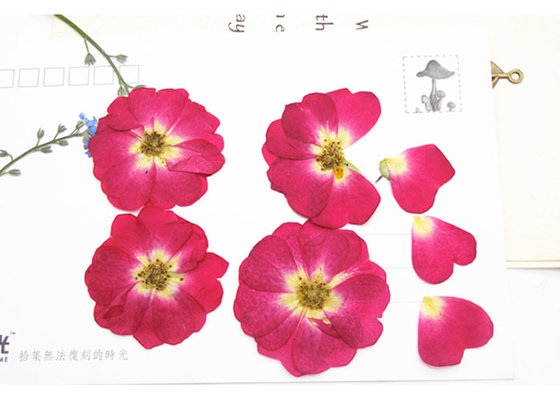 Red Rose Real Pressed Flowers Diameter 3 CM For Valentine'S Day Holidays