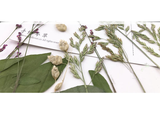 Original Wild Grass Weed Large Pressed Flowers For Aroma Wax Candles