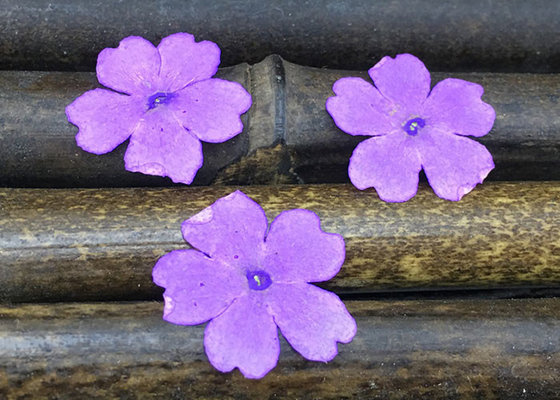 Handmade Dye Verbena Real Pressed Flowers Color Optional For Specimens Plant
