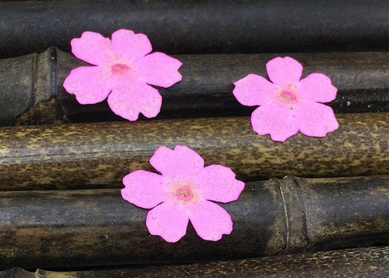Class A Blue Verbena Small Dried Flowers Raw Material For Nail Beauty
