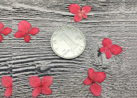 Small Hydrangea Pressed Flowers Diameter 1.5CM For Art Paper Ornaments Material