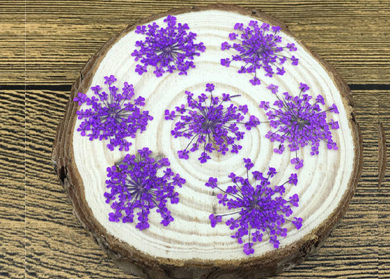 Raw Material Small Dried Blue Flowers / Lace Flowers For Glass Decoration