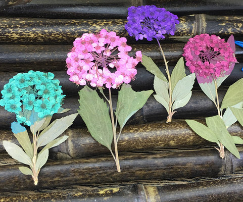 Eternal Small Dried Flowers Specimens Material For Kindergarten Teaching Props