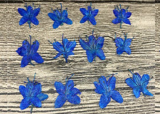 Beautiful Azaleas Dried Yellow Flowers , DIY Pressed Flowers For Wedding Decoration
