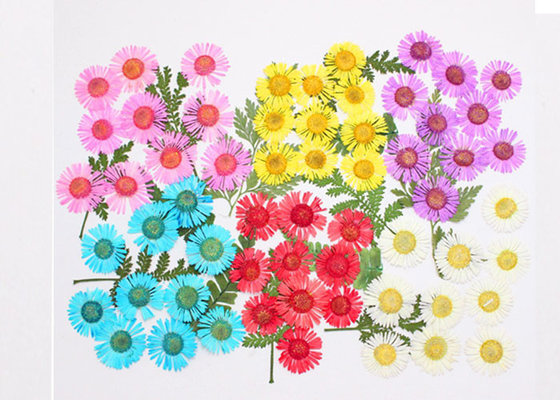 Needle Chrysanthemum Small Dried Flowers 6 Different Colors For Epoxy Handsets / Postcards