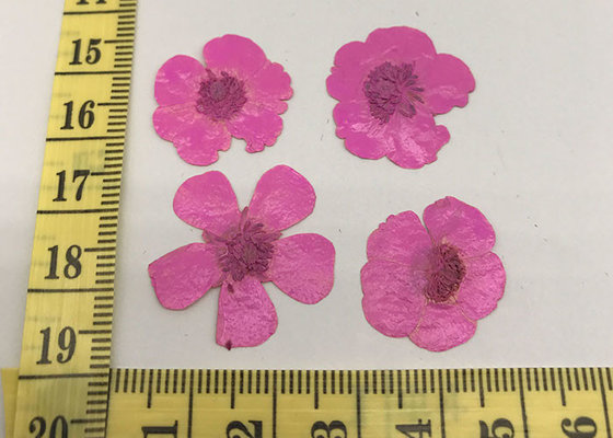 Pink Color Small Dried Flowers Buttercup For Nail / Postcard Decoration