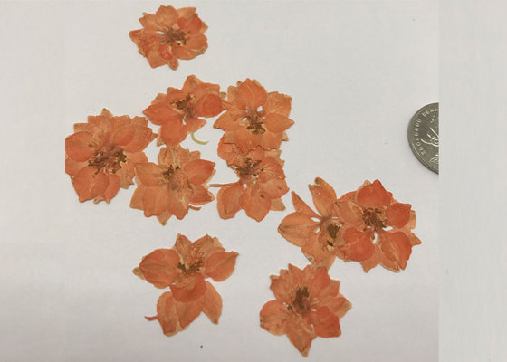 Dye Dried Larkspur Flowers , Grade A Dried Orange Blossom Flowers For Nails Art