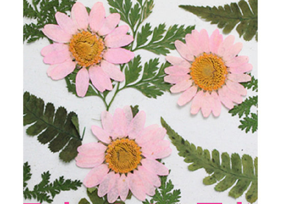 Chrysanthemum Small Preserving Dried Flowers For DIY Handcrafts Raw Materials