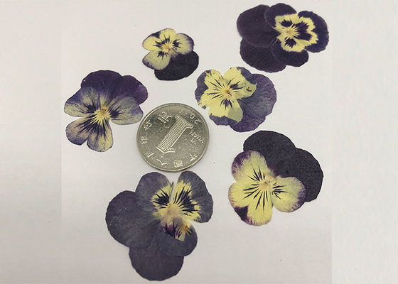 Garden Pansy Small Dried Flowers 2.5CM Purple Color For Wall Painting Raw Materials