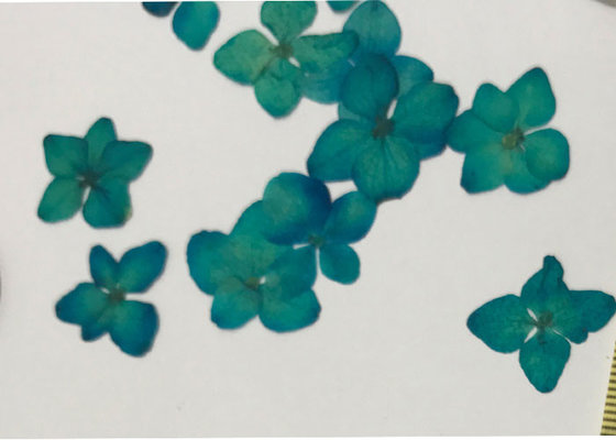 Dye Blue Pressed Flowers , Drying Hydrangea Flowers For Nail / Art Paper Decor
