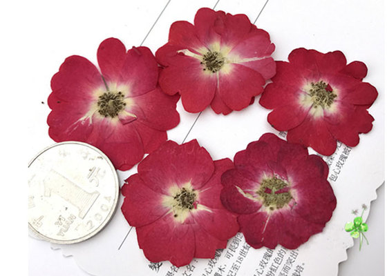 Diameter 3.5CM Red Dried Flowers , Dry Rose Flower For Valentines Day Party