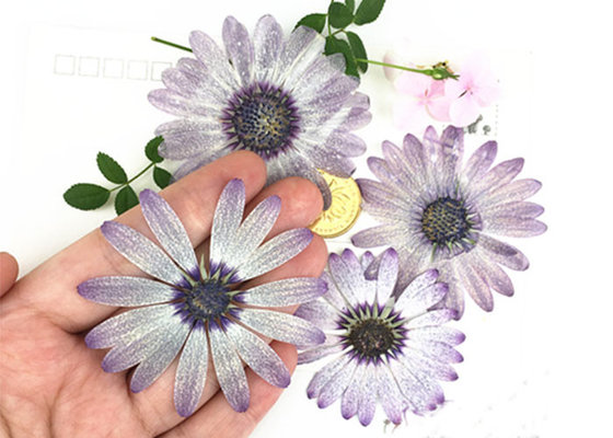 Diameter 5 Cm Dried Marigold Flowers , Dried Purple Flowers For Wedding / Christmas