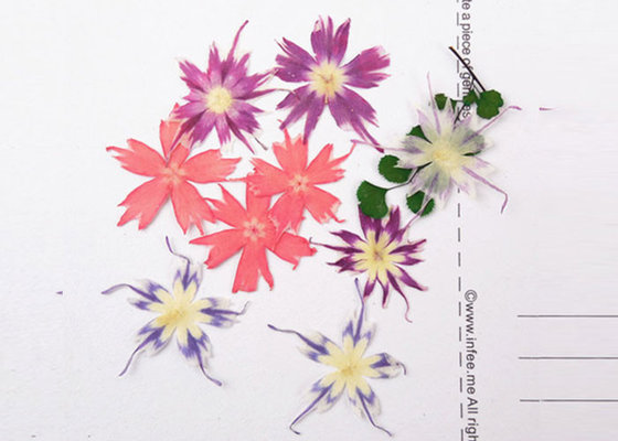 Different Color Phlox Natural Dried Flowers Raw Material For Postcard Decoration