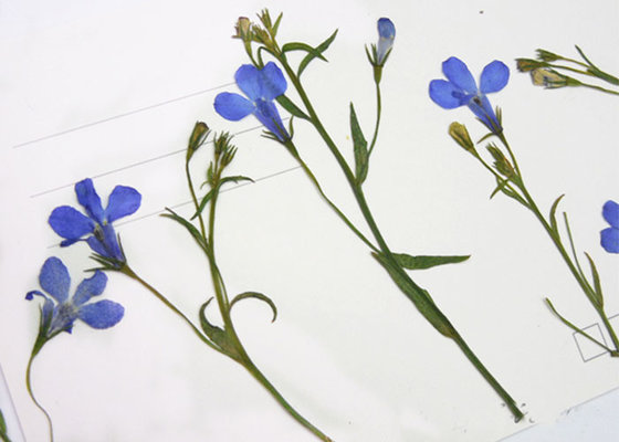 Blue / Purple Lobelia Real Dried Flowers / Dried Wedding Flowers With Stem
