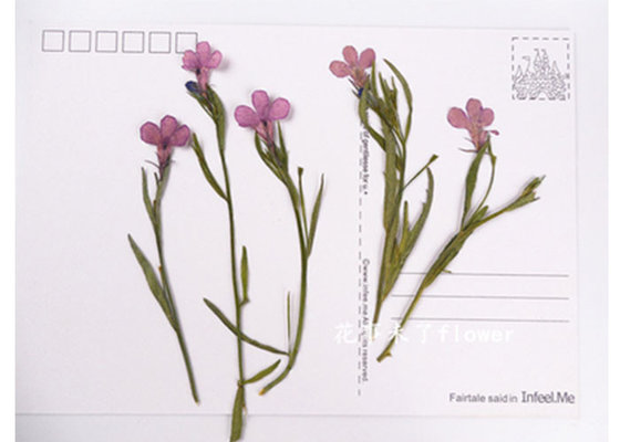 Blue / Purple Lobelia Real Dried Flowers / Dried Wedding Flowers With Stem