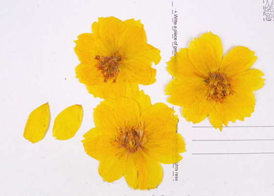 Orange Cosmos Real Dried Flowers Diameter 5CM Natural Plants For Handsets Case