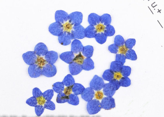 Natural Plants Mini Dried Flowers , Blue Pressed Flowers For DIY Cell Phone Case