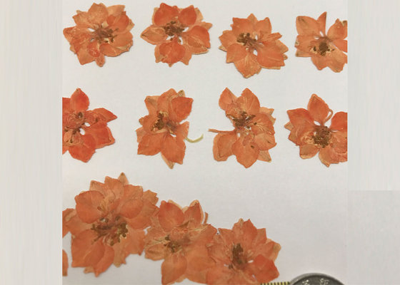 Dye Orange Larkspur Real Dried Flowers Diameter 3CM For Card / Home Decoration