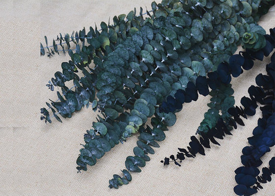 Multi Color Dried Eucalyptus Arrangements For Home Decoration Photography Props