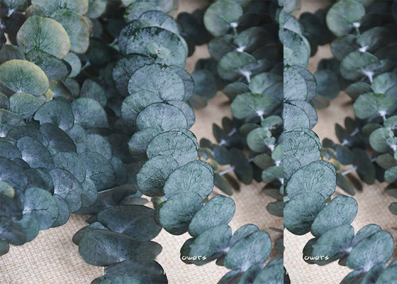 Decorative Pressed Plant Art , Dried Eucalyptus Leaves For Anniversary Party