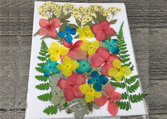 Mixed Package Pressed Flower Bouquet Plant Material For Candle Decoration