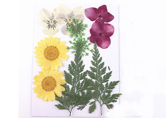 Cell Phone Case Decoration Pressed Flower Bouquet Plant Specimens Mixed Color