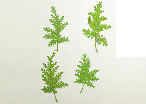 Decorative Pressed Leaves Art , Dried Plant Art For Candle Ornaments