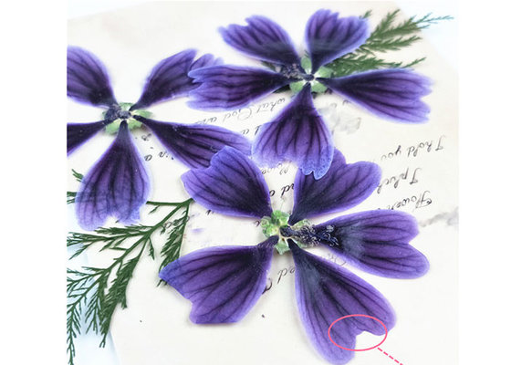 Dark Purple Dried Hollyhock Flowers , Pressed Flower Artwork For Aroma Wax Tablets